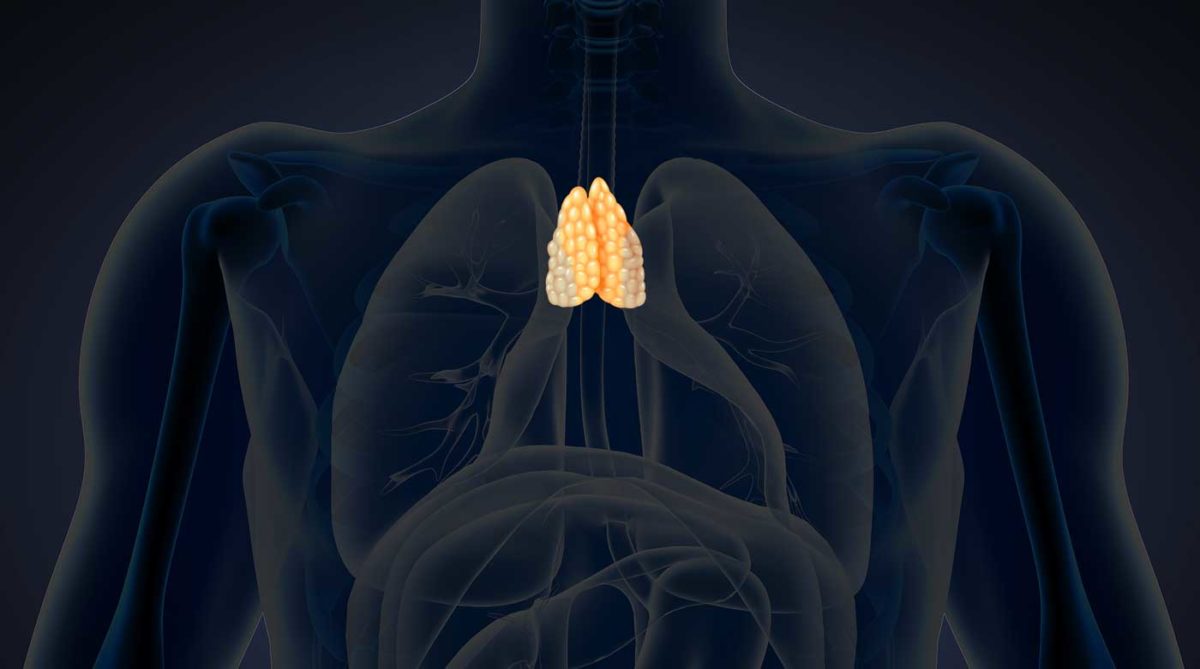 REGENERACIÓN DE TIMO PARA FORTALECER EL SISTEMA INMUNOLÓGICO SI ES ...